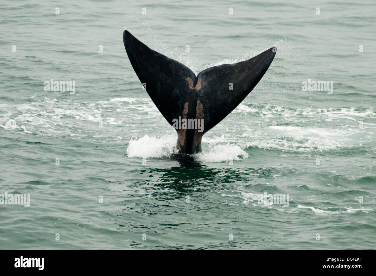 Tail fluke of the whale hi-res stock photography and images - Alamy