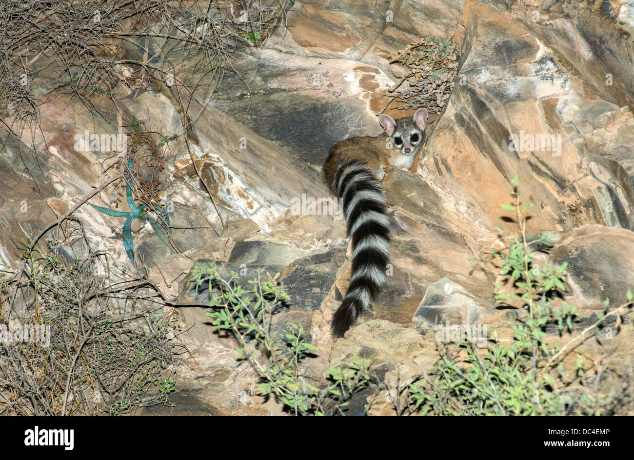 Ringtail cat hi-res stock photography and images - Alamy