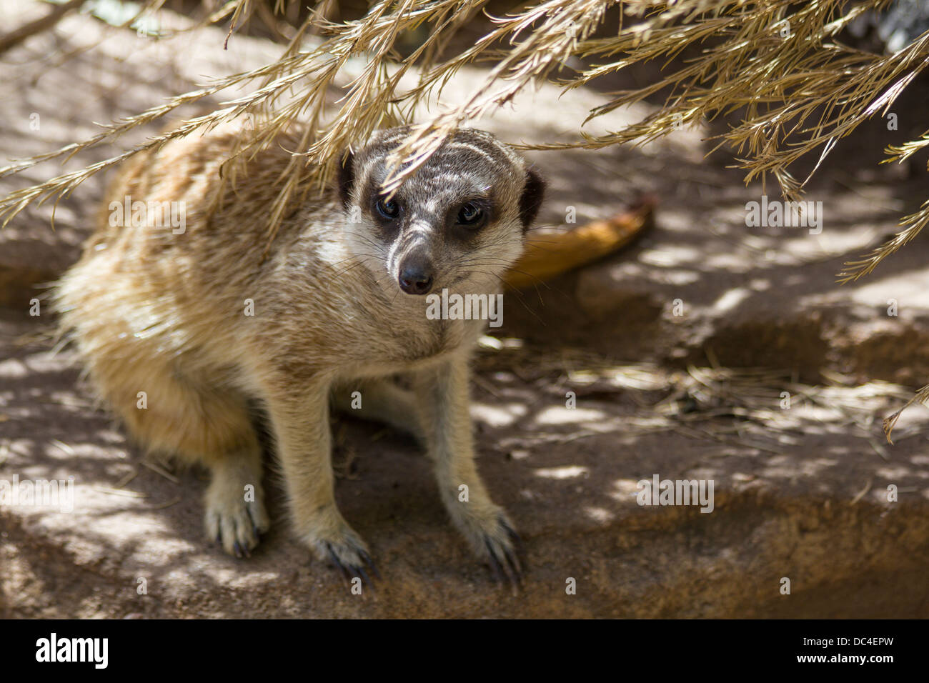 Suricate is a small mongoose hi-res stock photography and images - Alamy