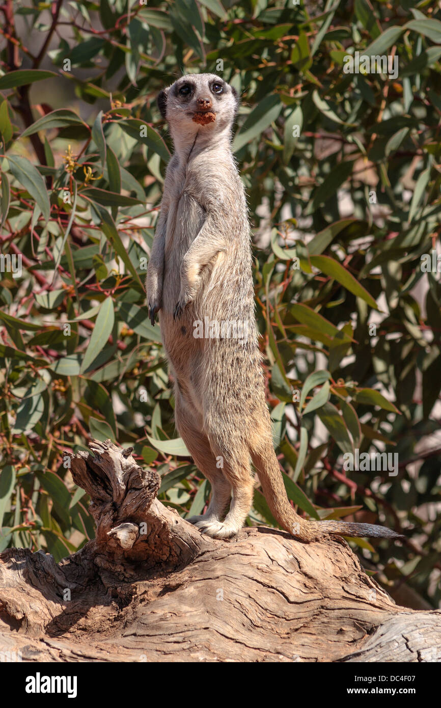 Suricate is a small mongoose hi-res stock photography and images - Alamy
