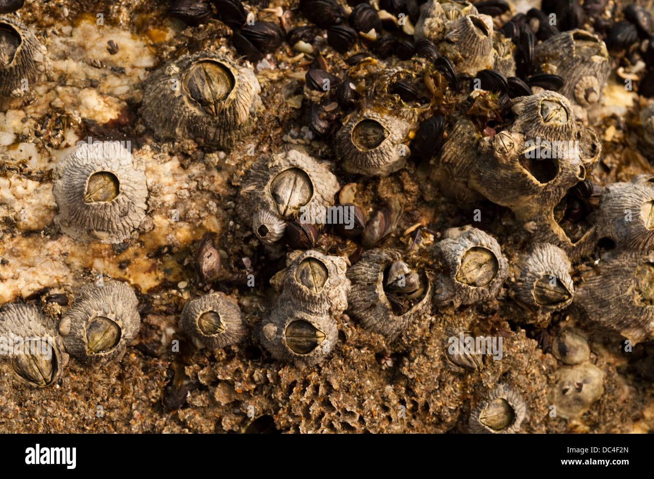 barnacles at the rocks, Garopaba beach, Santa Catarina, Brazil Stock Photo - Alamy