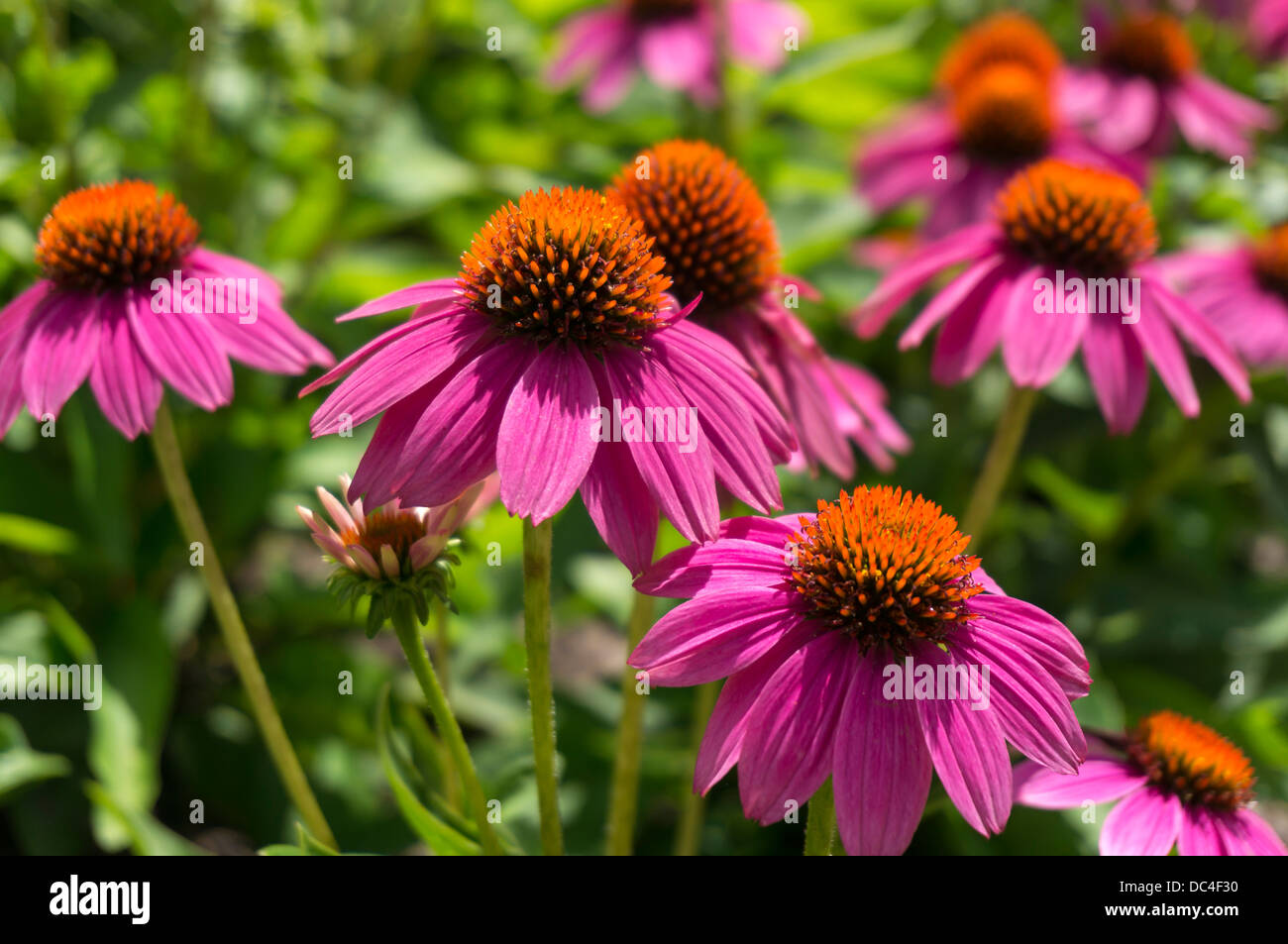Close up of coneflower flowers or echinacea in the garden hi-res stock ...