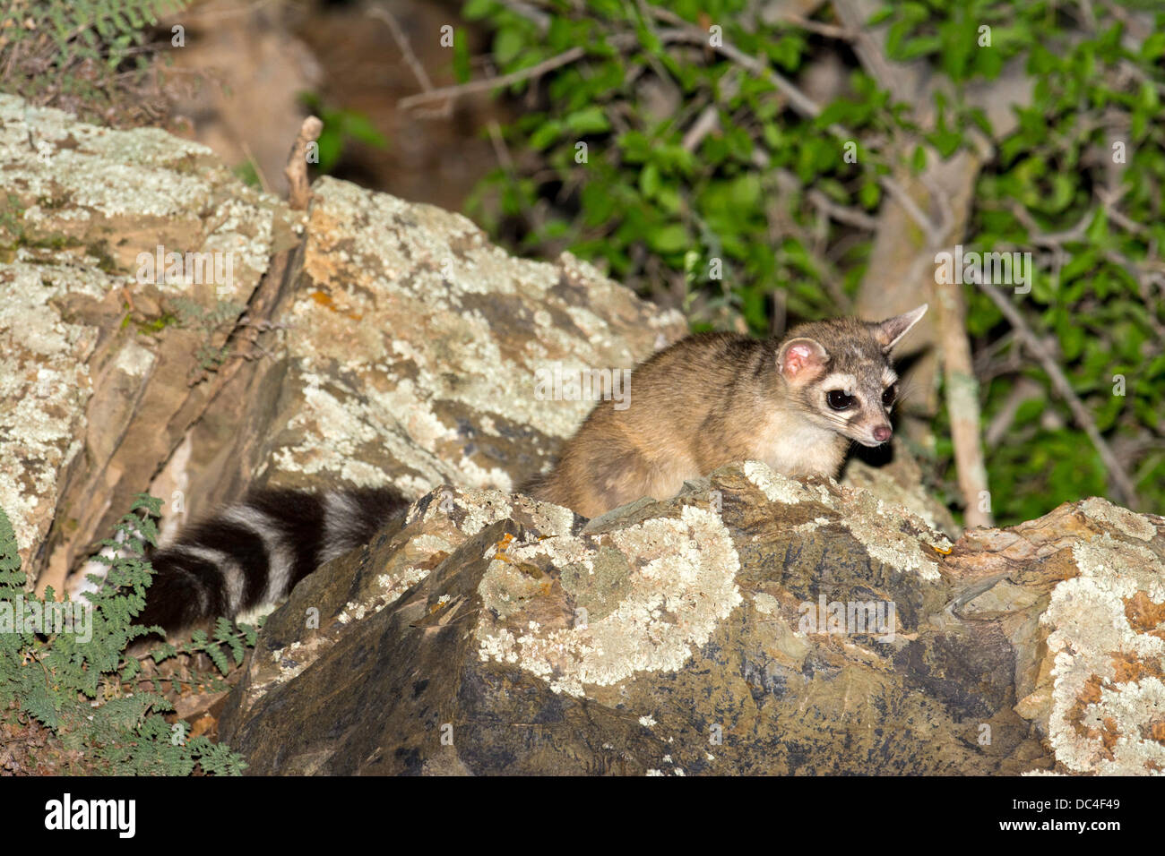 Ringtail cat hi-res stock photography and images - Alamy