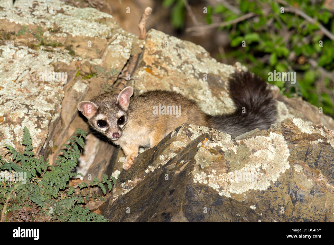 Ringtail cat hi-res stock photography and images - Alamy