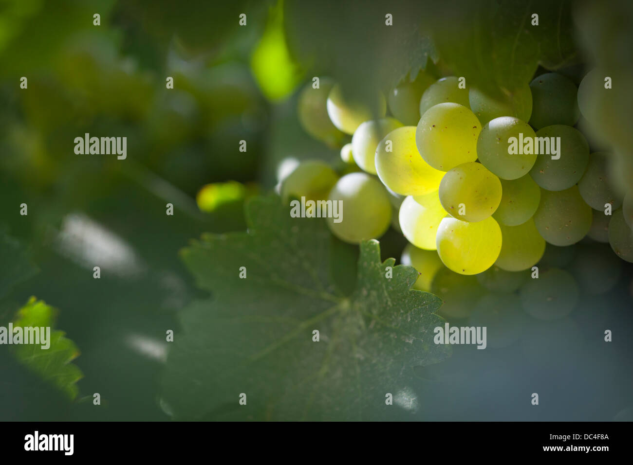 Bushels of fruit hi-res stock photography and images - Alamy
