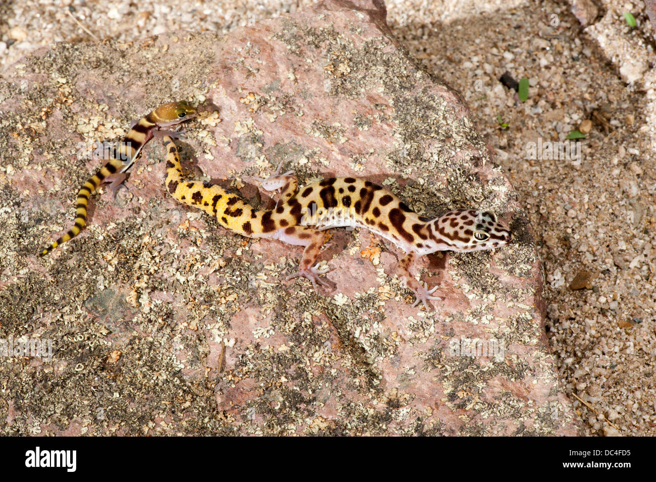 Western Banded Gecko Coleonyx variegatus Tucson, Pima County, Arizona ...
