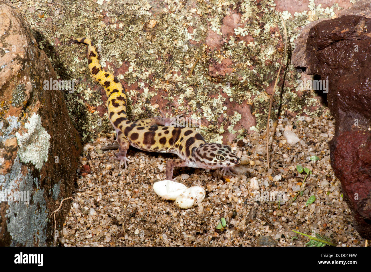 Western Banded Gecko Coleonyx variegatus Tucson, Pima County, Arizona ...