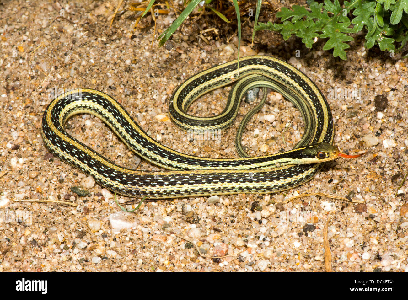 Western Ribbon Snake