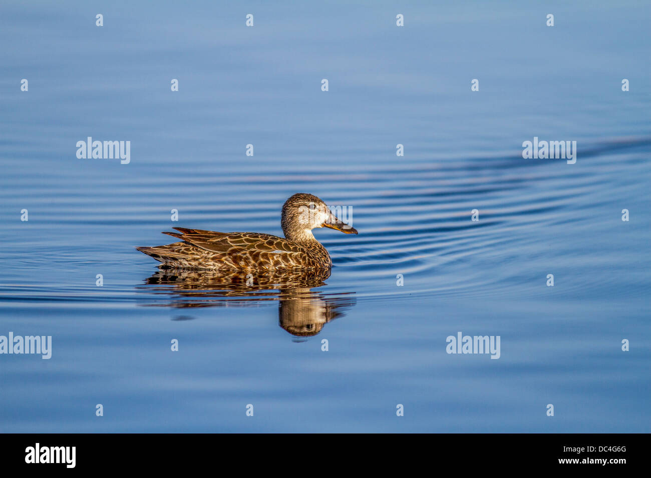 Blue-winged Teal Female (Anas discors) Swimming in slough near Calgay ...