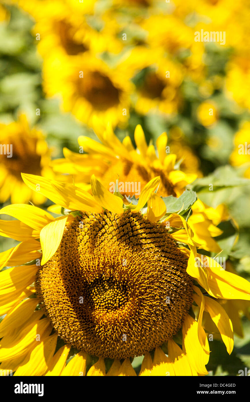 Sunflower red yellow ray flowers hi-res stock photography and images ...