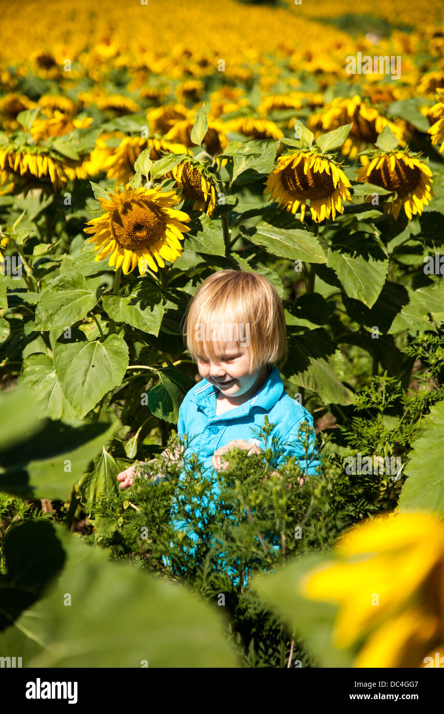 Boy in sunflower field Stock Photo - Alamy
