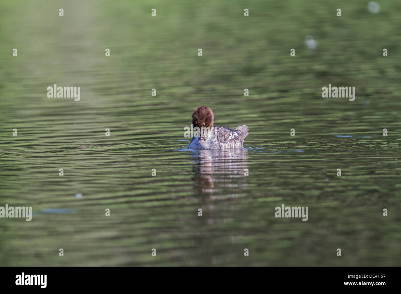 Bucephala clangula female preening hi-res stock photography and images ...