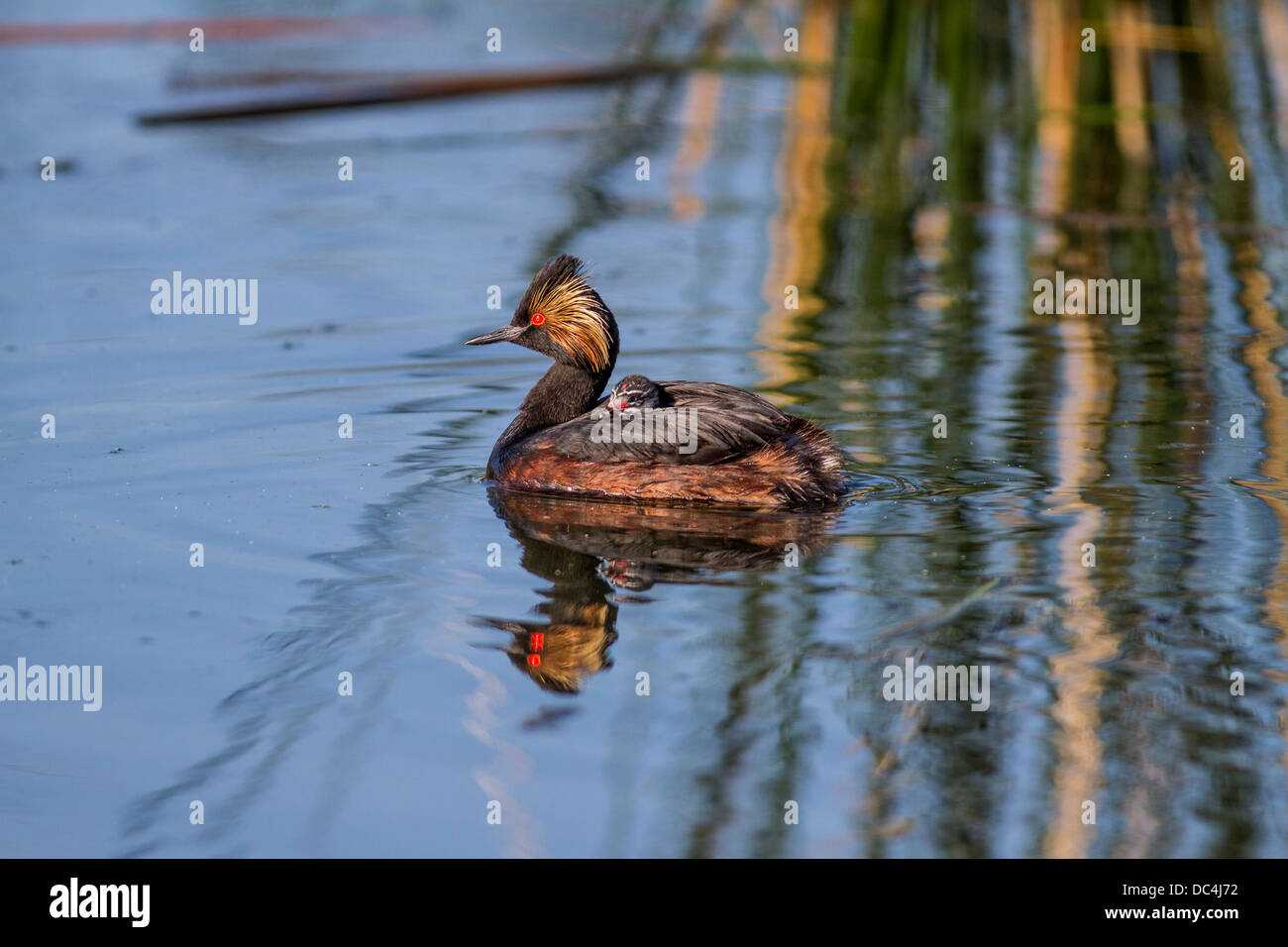 Eared Grebe, (Podiceps nigricollis) Mother with baby on back and their ...