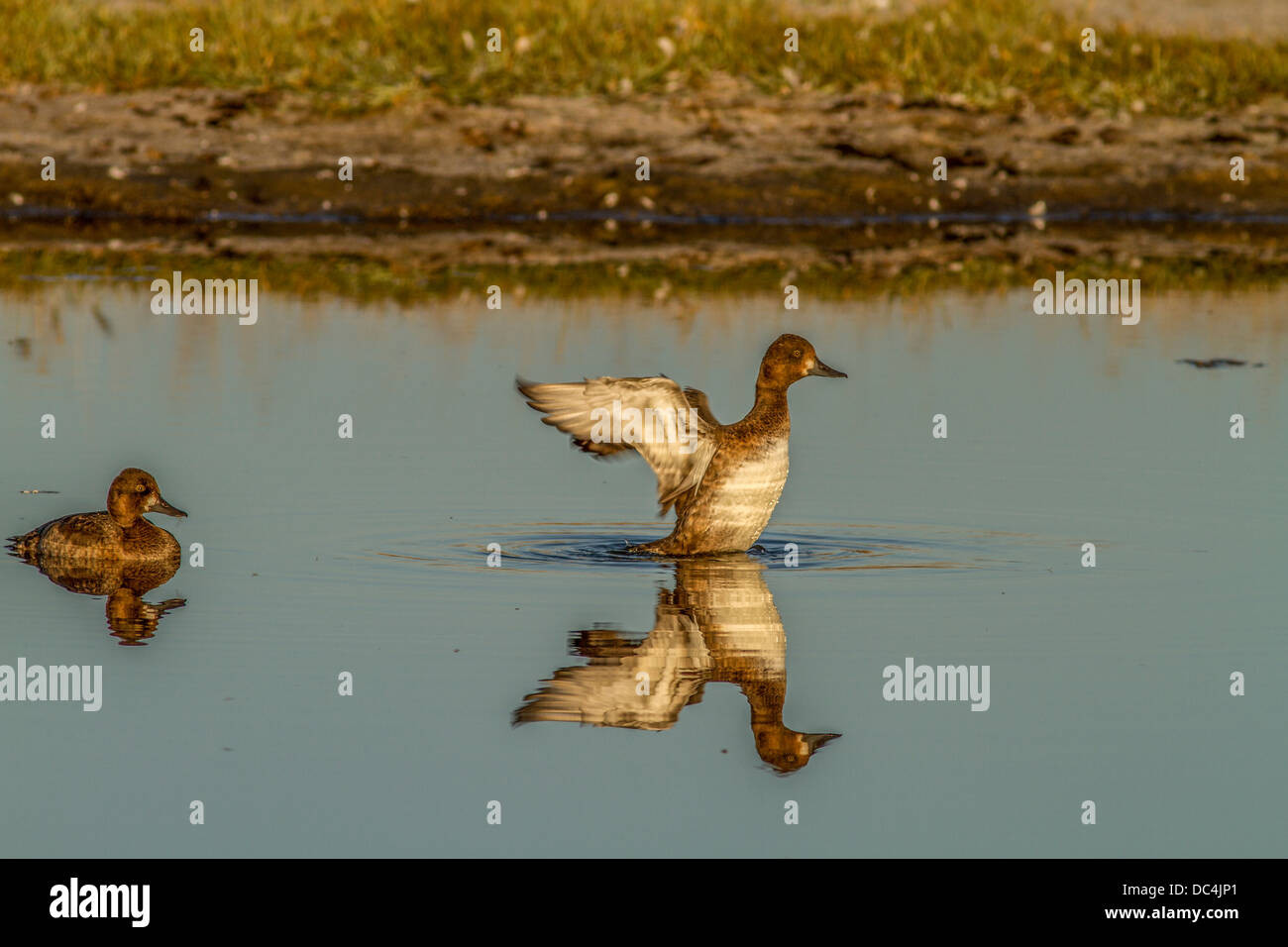 Bluebill duck hi-res stock photography and images - Alamy