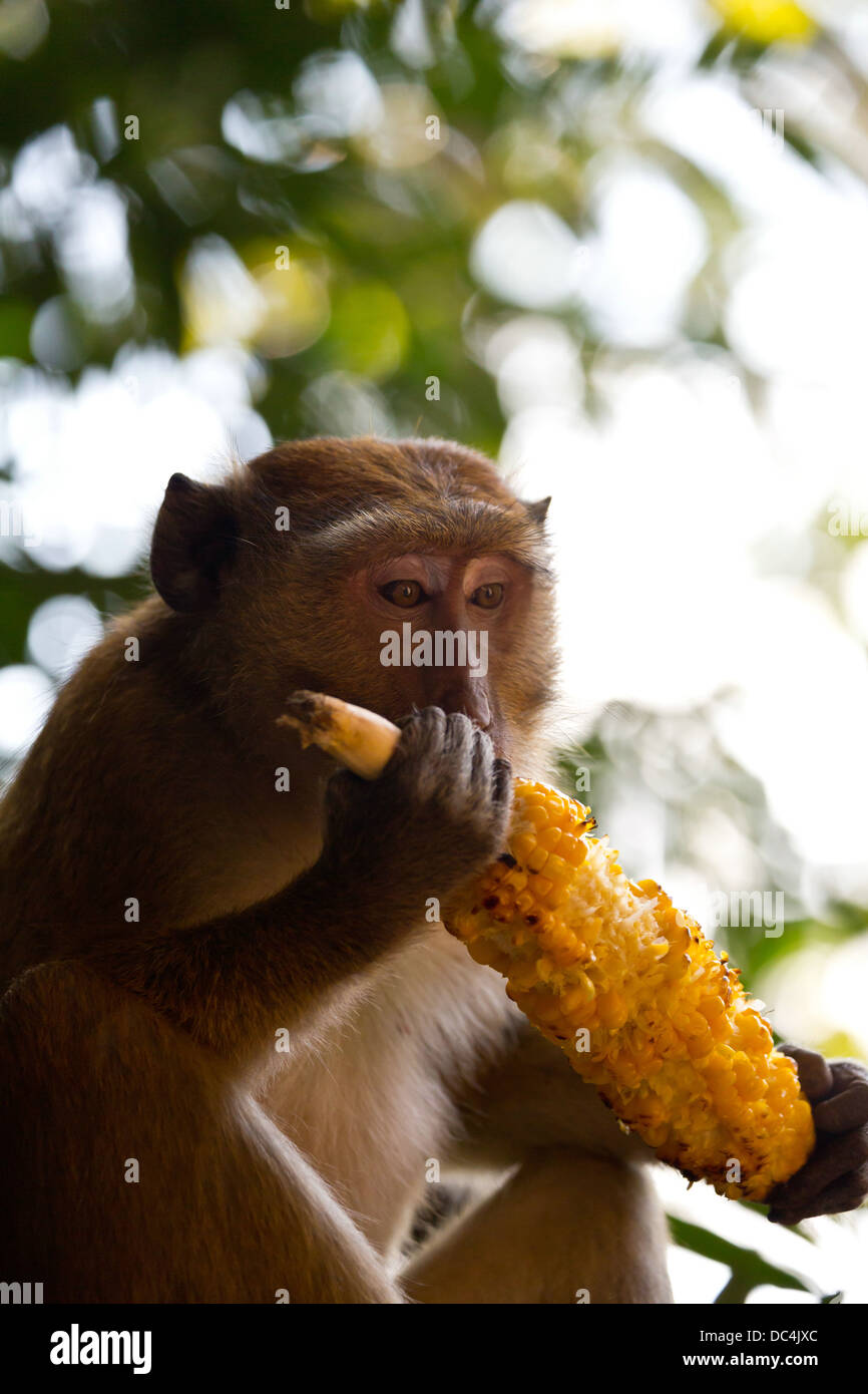 Monkey Eating Corn Stock Photos & Monkey Eating Corn Stock Images - Alamy