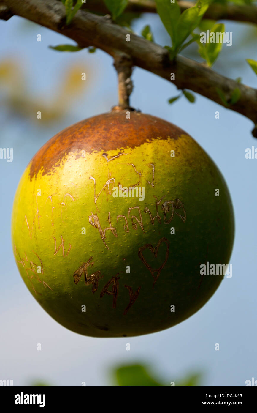 Fruit hanging in a Tree in Ao Nang, Thailand Stock Photo - Alamy