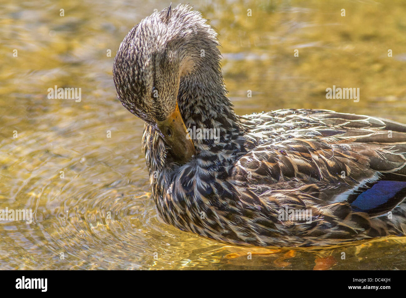 Mallard drake preening feathers in hi-res stock photography and images ...