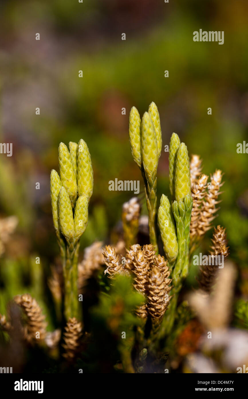Alpine Clubmoss (Diphasiastrum alpinum) old and new strobili Stock ...