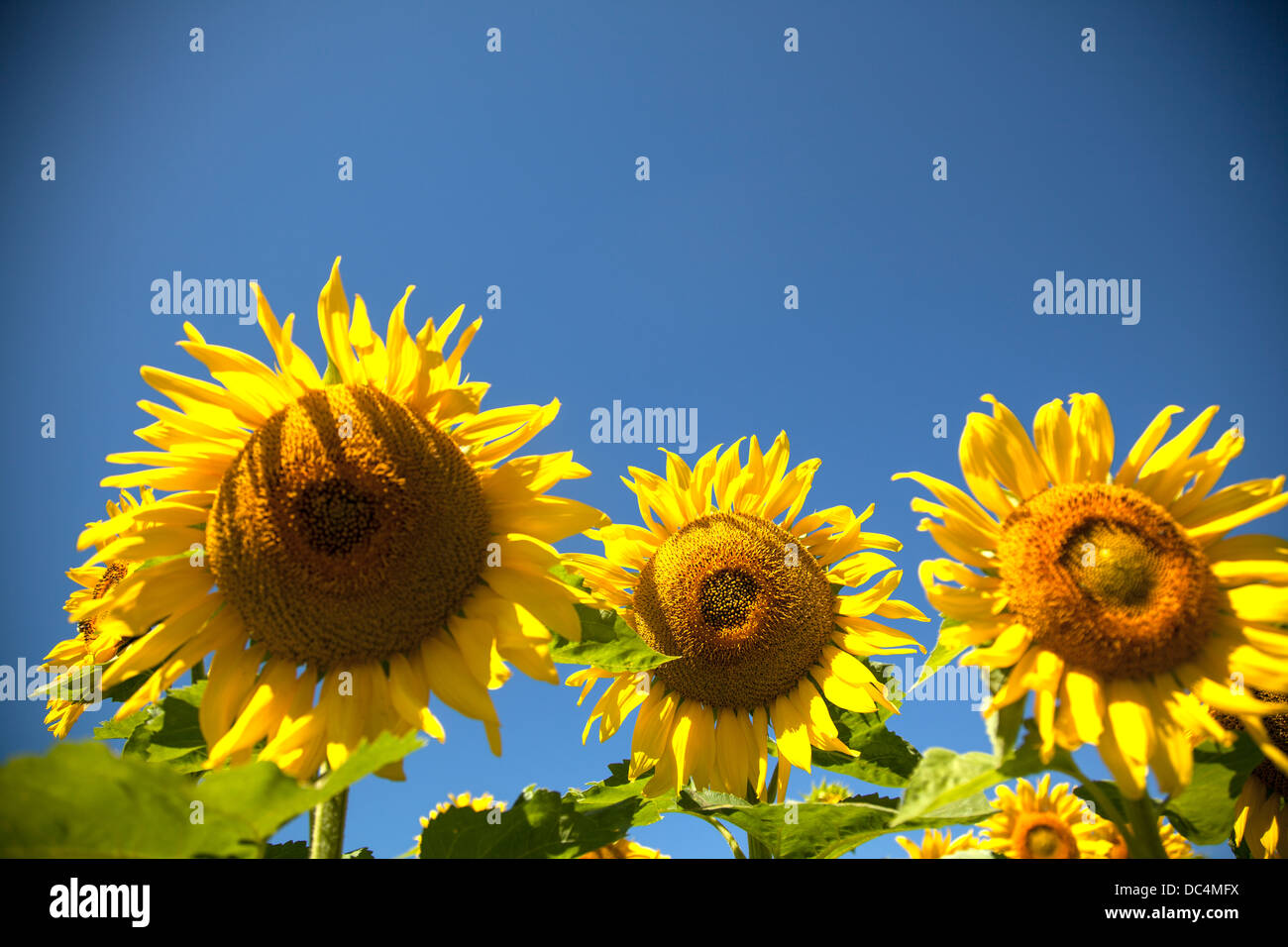 Three sunflowers in bloom at sunflower farm on sunny day in summer ...
