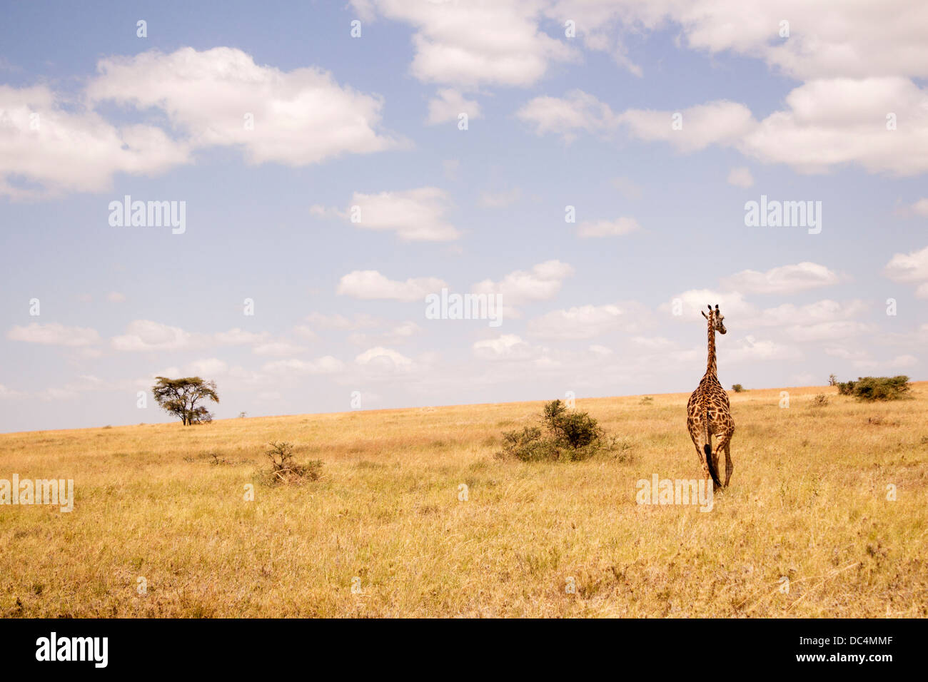 Female giraffe hi-res stock photography and images - Alamy