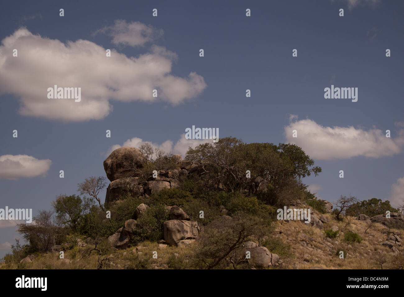 Rock hill with bush and Acacia trees Serengeti, Tanzania Africa Stock ...