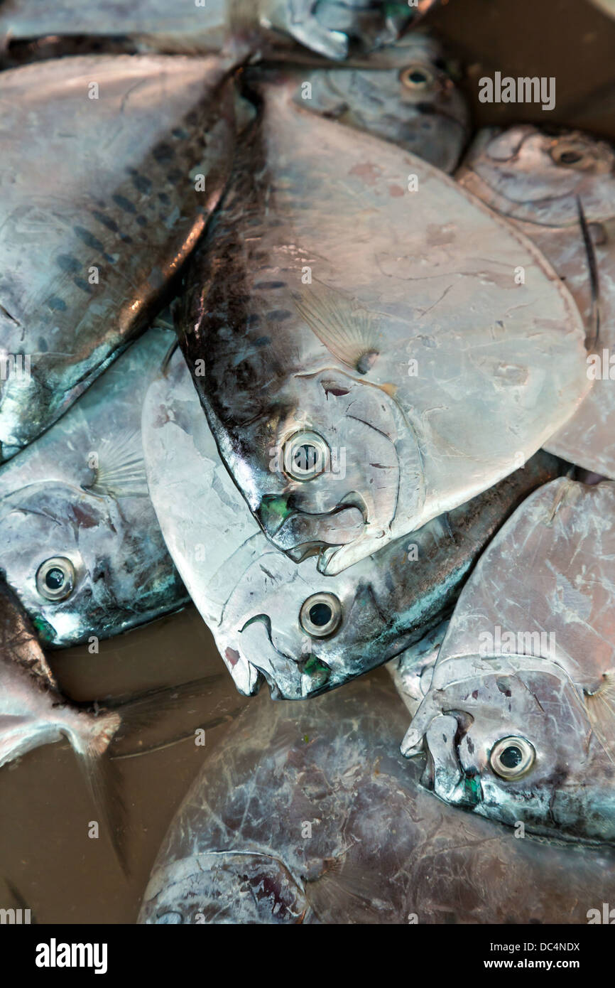 Ao fish hi-res stock photography and images - Alamy