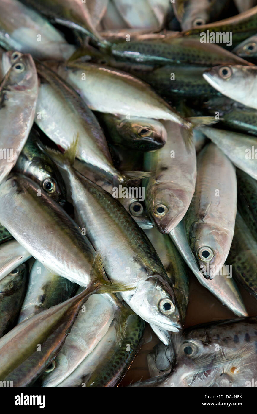 Ao fish hi-res stock photography and images - Alamy