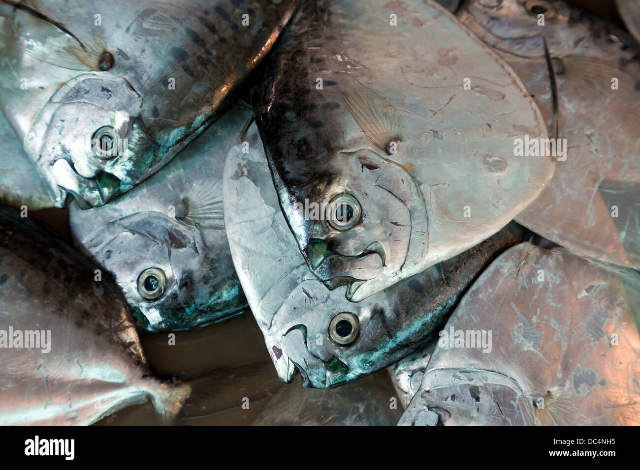 Ao fish hi-res stock photography and images - Alamy