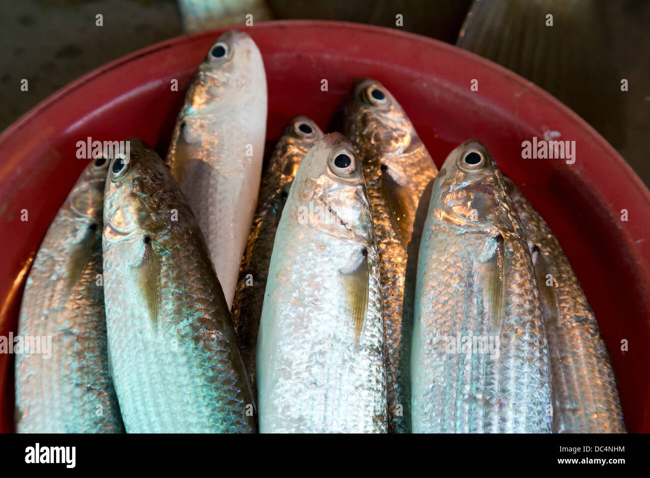 Fresh Fish on a Market in Ao Nang, Thailand Stock Photo - Alamy