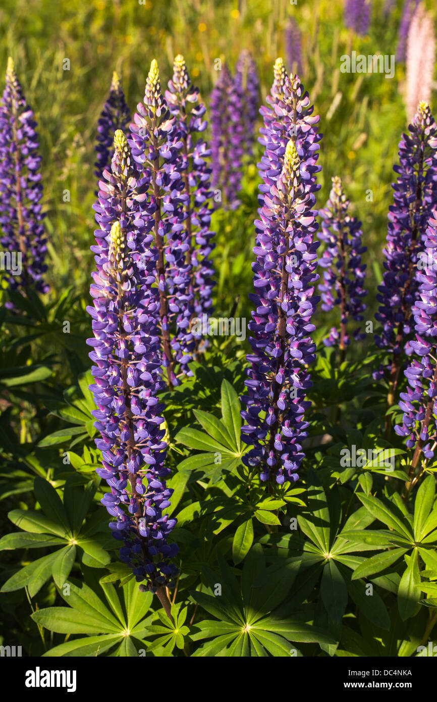 Blue lupine (Lupinus perennis) flower spikes Stock Photo - Alamy