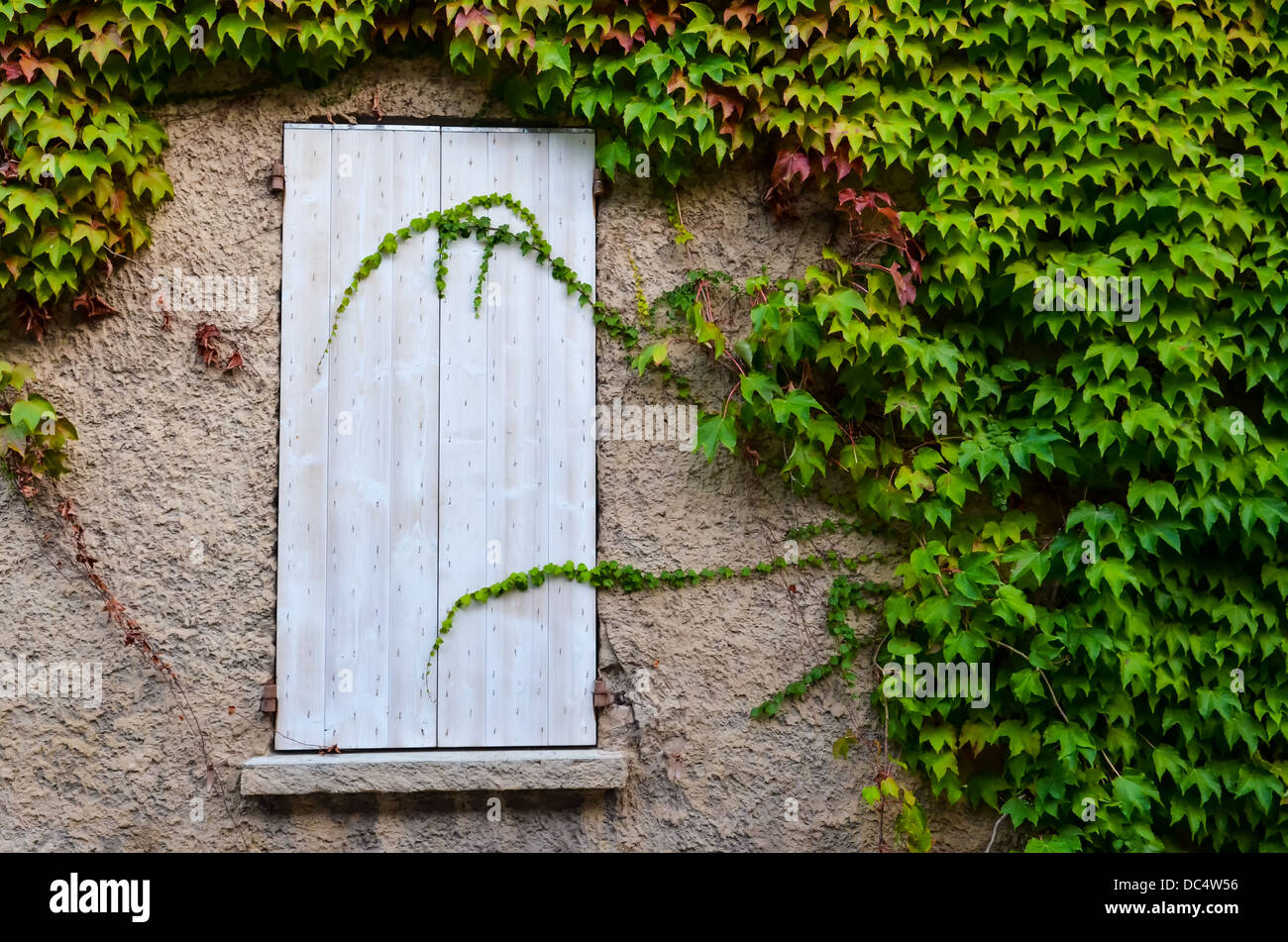 Closed wooden window and grape leaves Stock Photo - Alamy