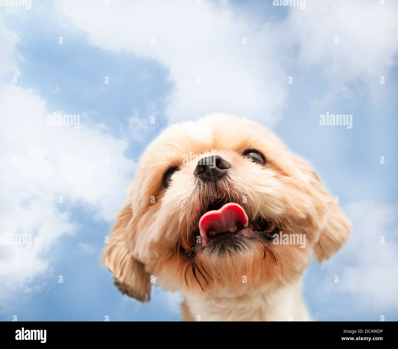 close up of dog face with cloud background Stock Photo - Alamy