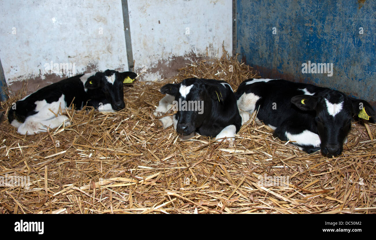 Triplet hi-res stock photography and images - Alamy