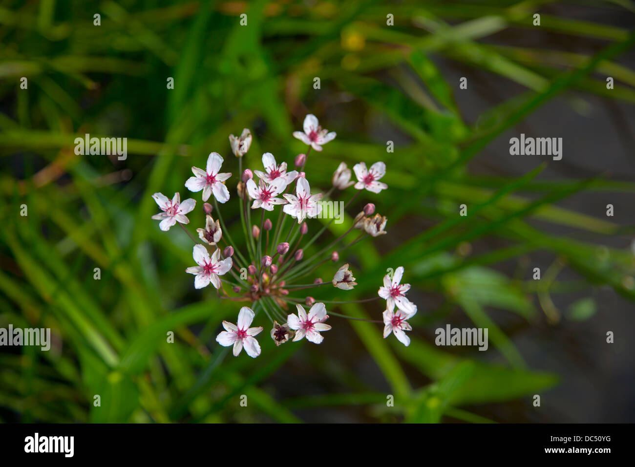 Flowering Rush Butomus umbellatus Stock Photo - Alamy