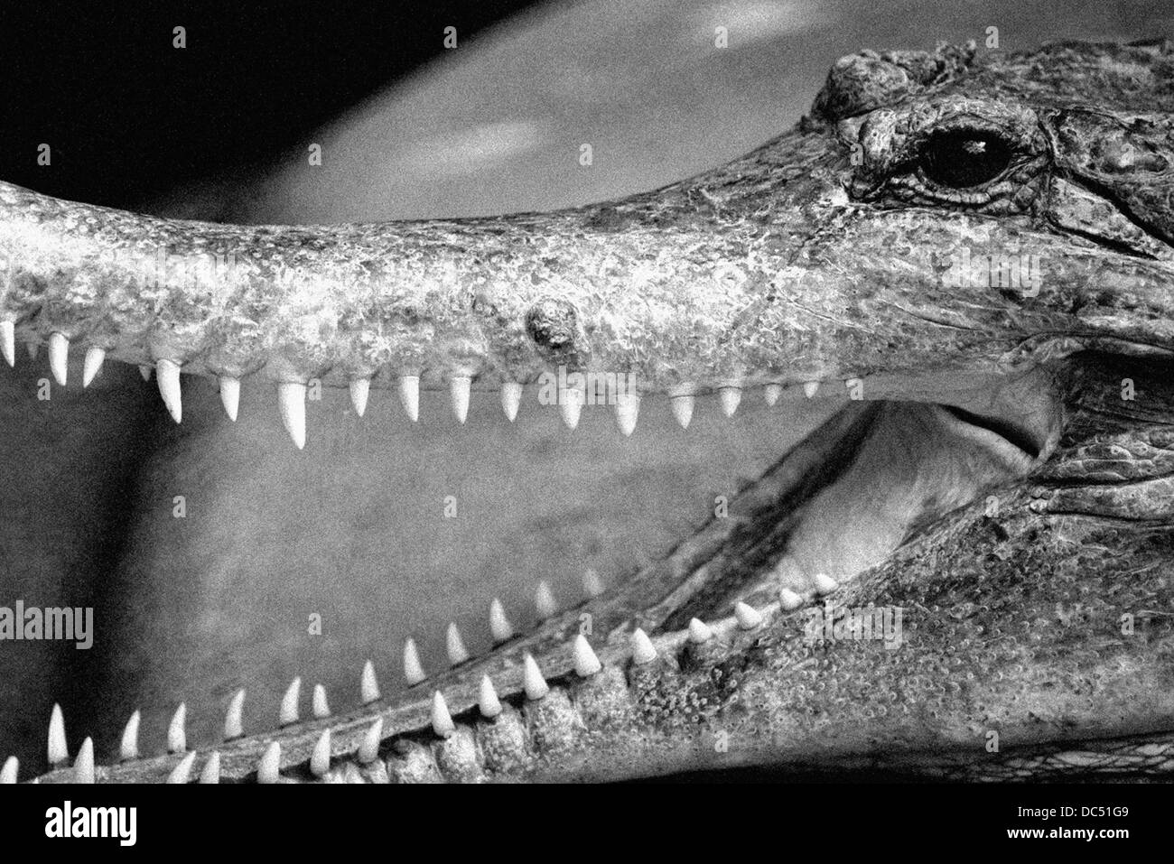 Crocodile tooth Black and White Stock Photos & Images - Alamy