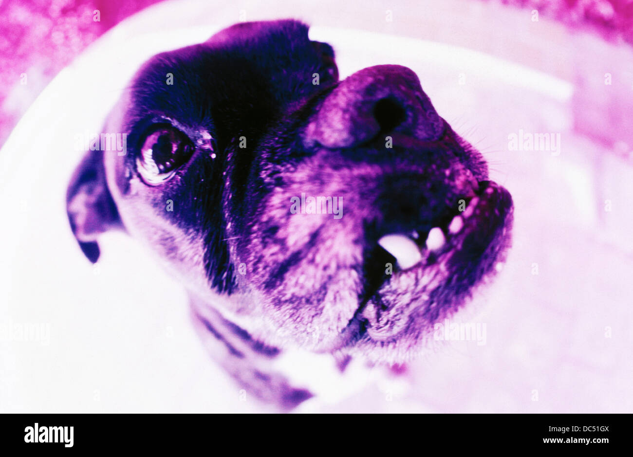 Puzzled animal hi-res stock photography and images - Alamy