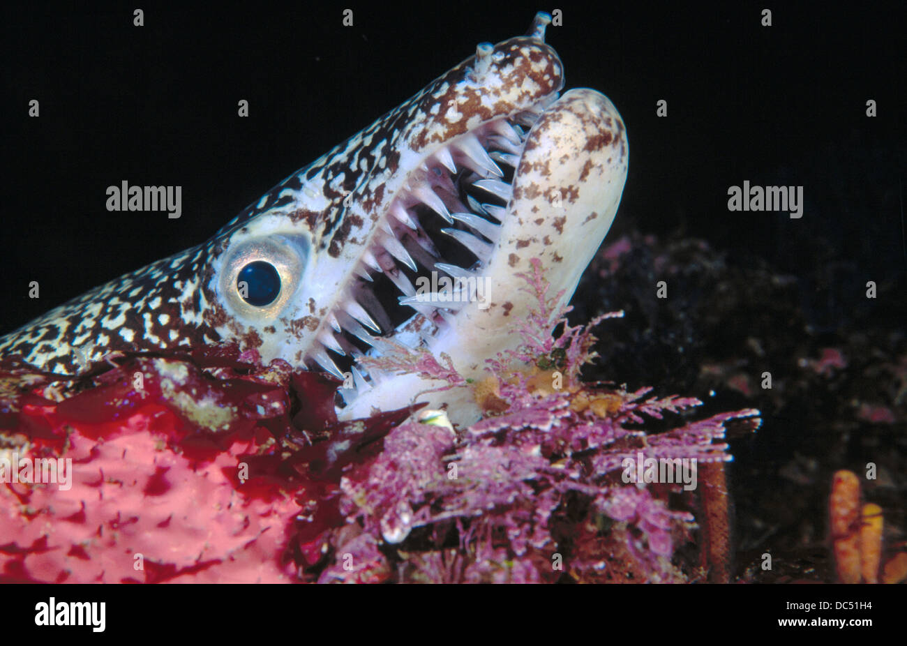 Mosaic moray eel hi-res stock photography and images - Alamy