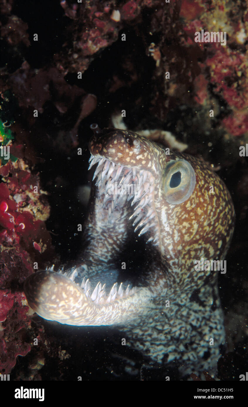 Mosaic moray eel hi-res stock photography and images - Alamy