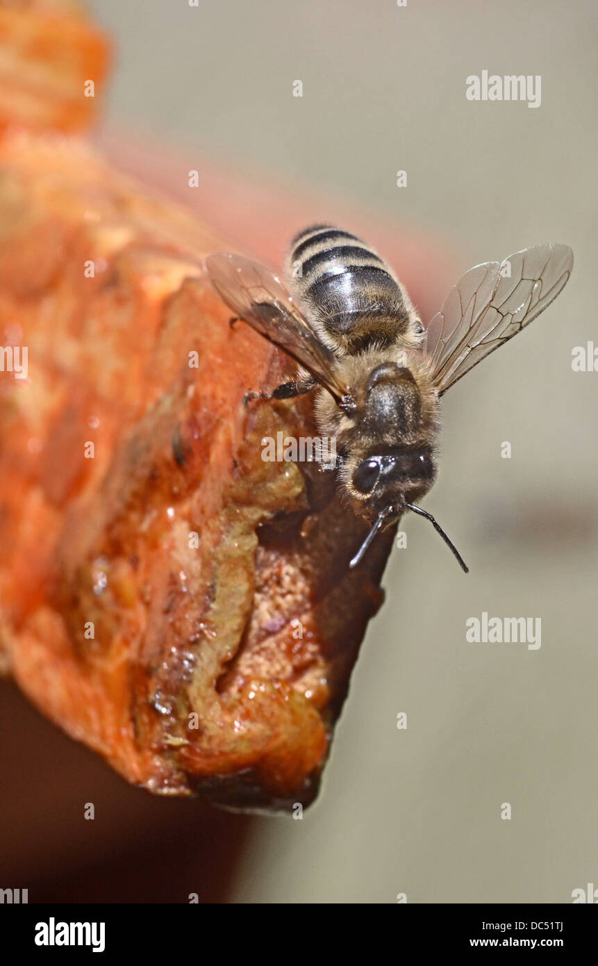 honey bee depositing propolis on frame Stock Photo - Alamy