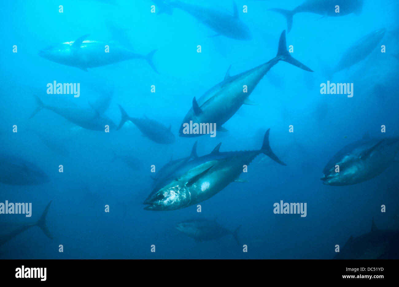 Southern bluefin tuna hi-res stock photography and images - Alamy