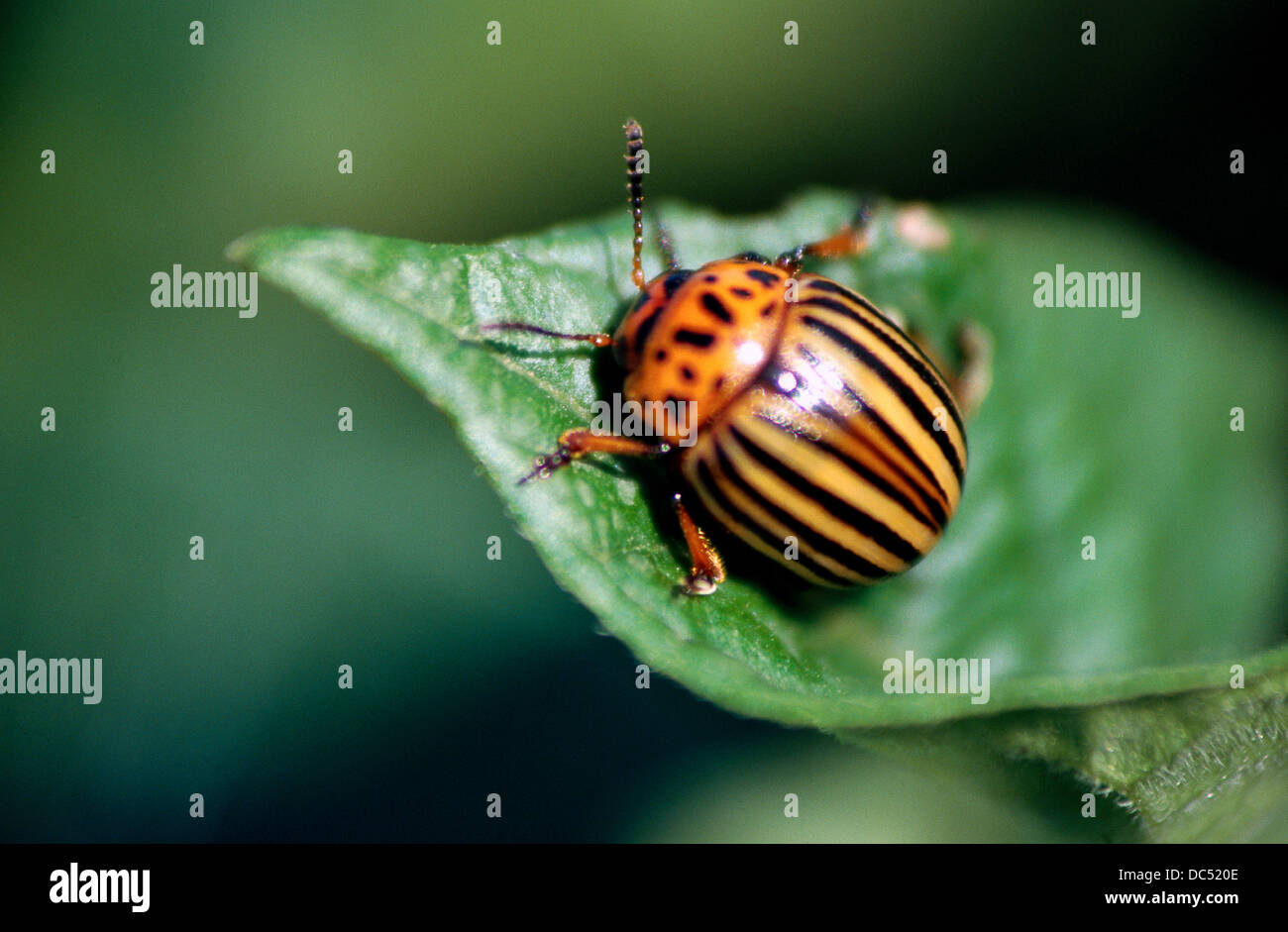 Leptinotarsa hi-res stock photography and images - Alamy