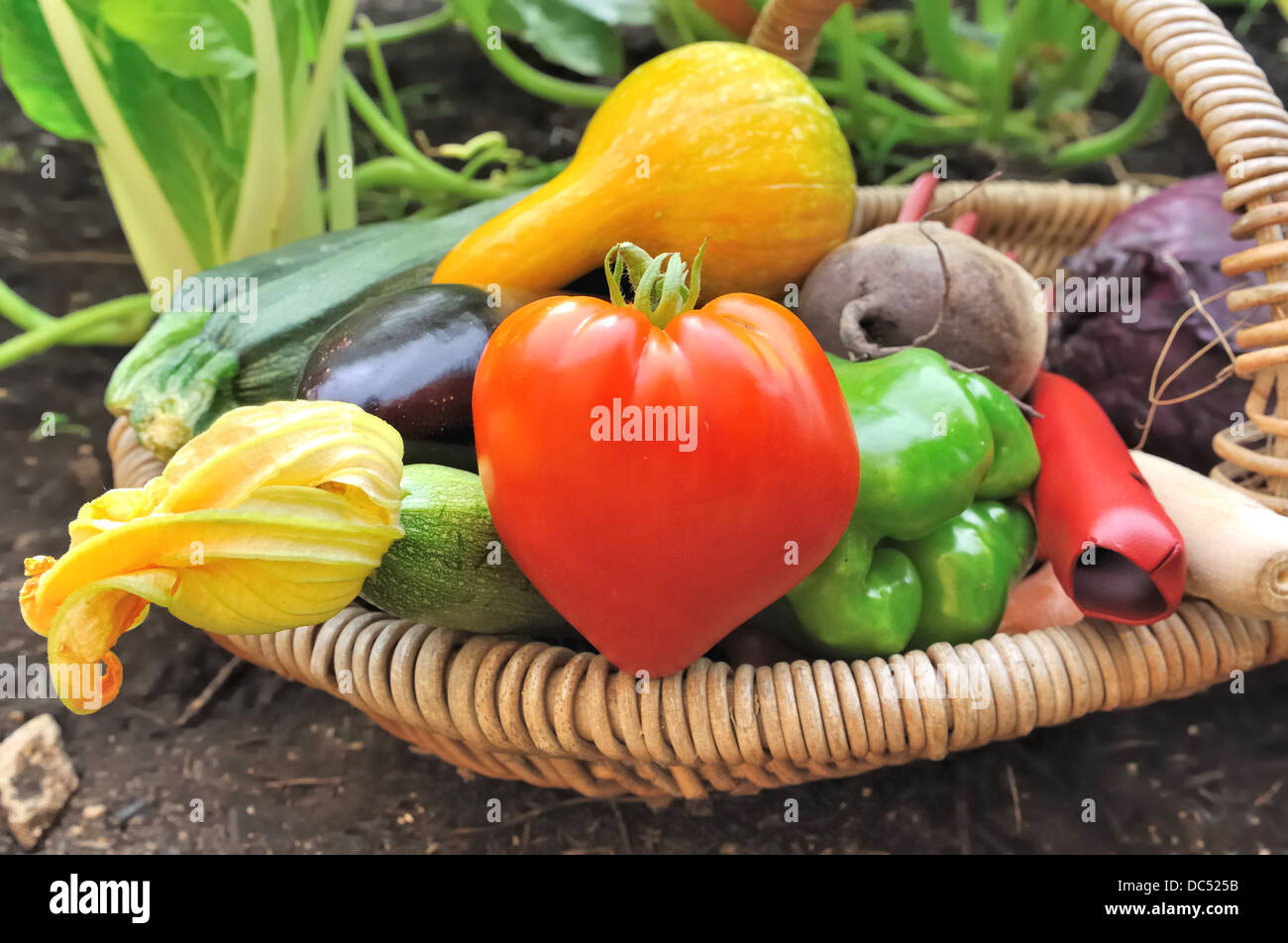 fresh colorful vegetables in a basket in garden Stock Photo - Alamy