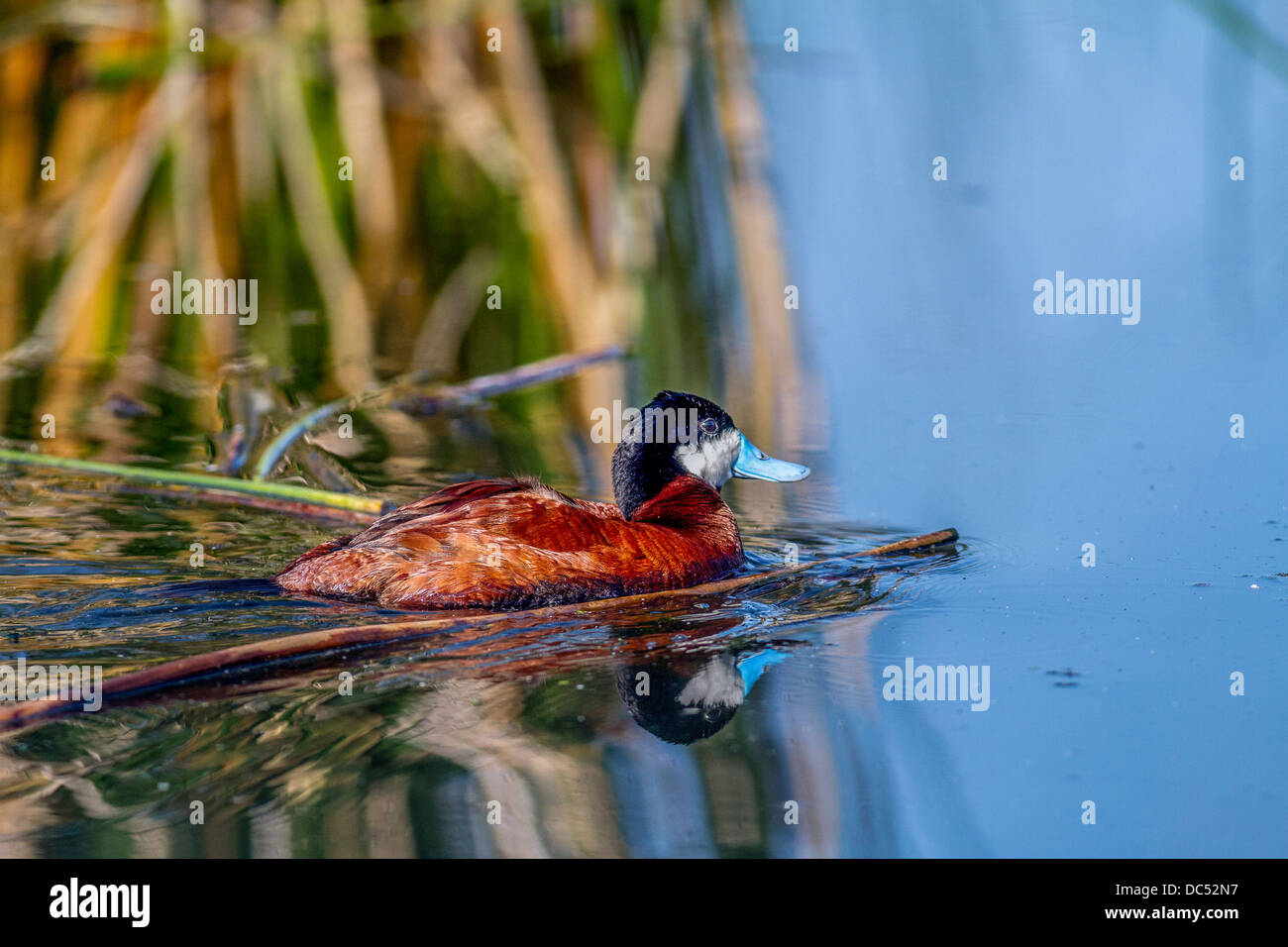 Duck with blue bill hi-res stock photography and images - Alamy