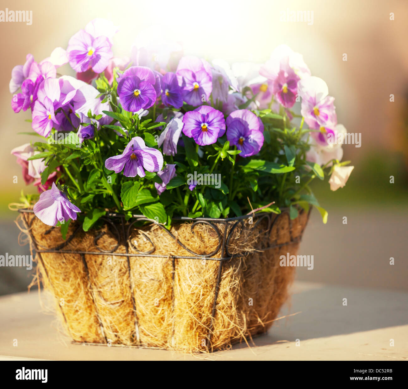 Flowers in pot Stock Photo - Alamy