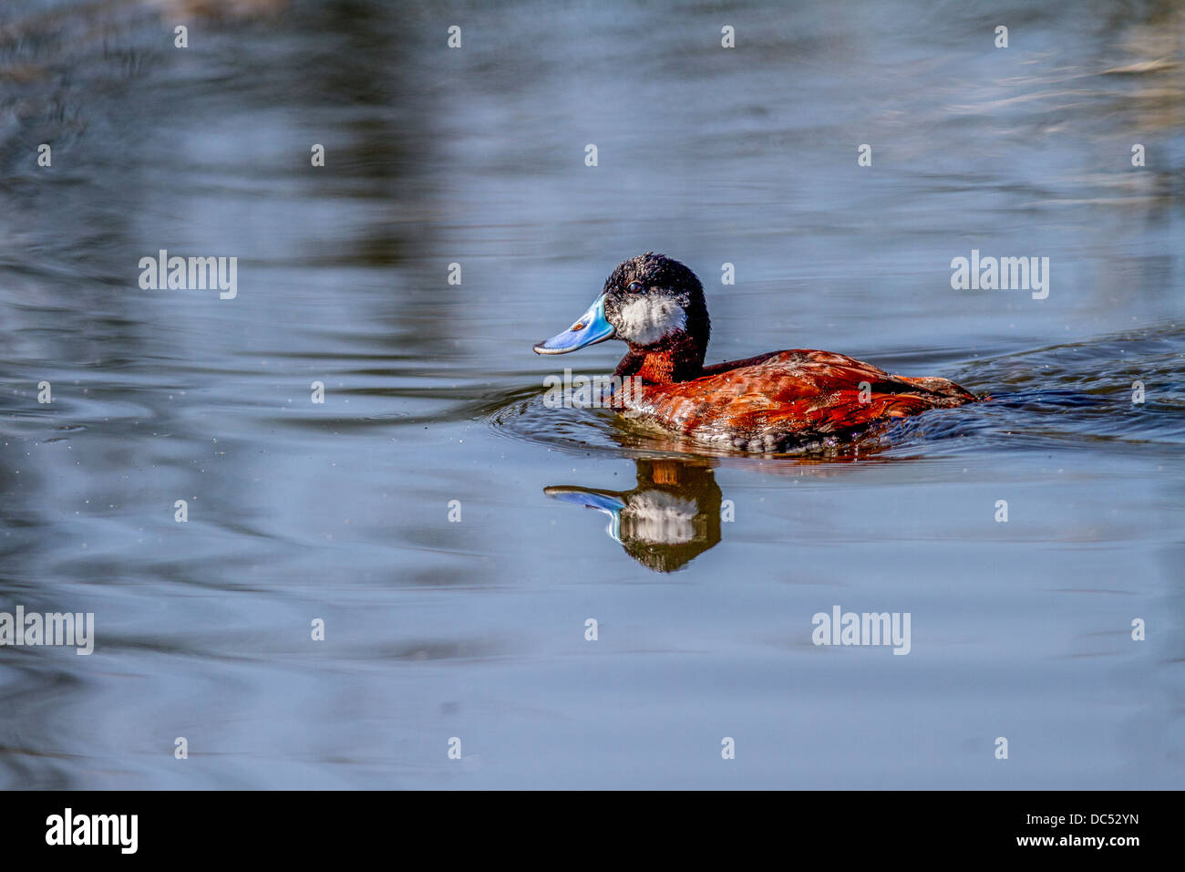 Ruddy colored hi-res stock photography and images - Alamy