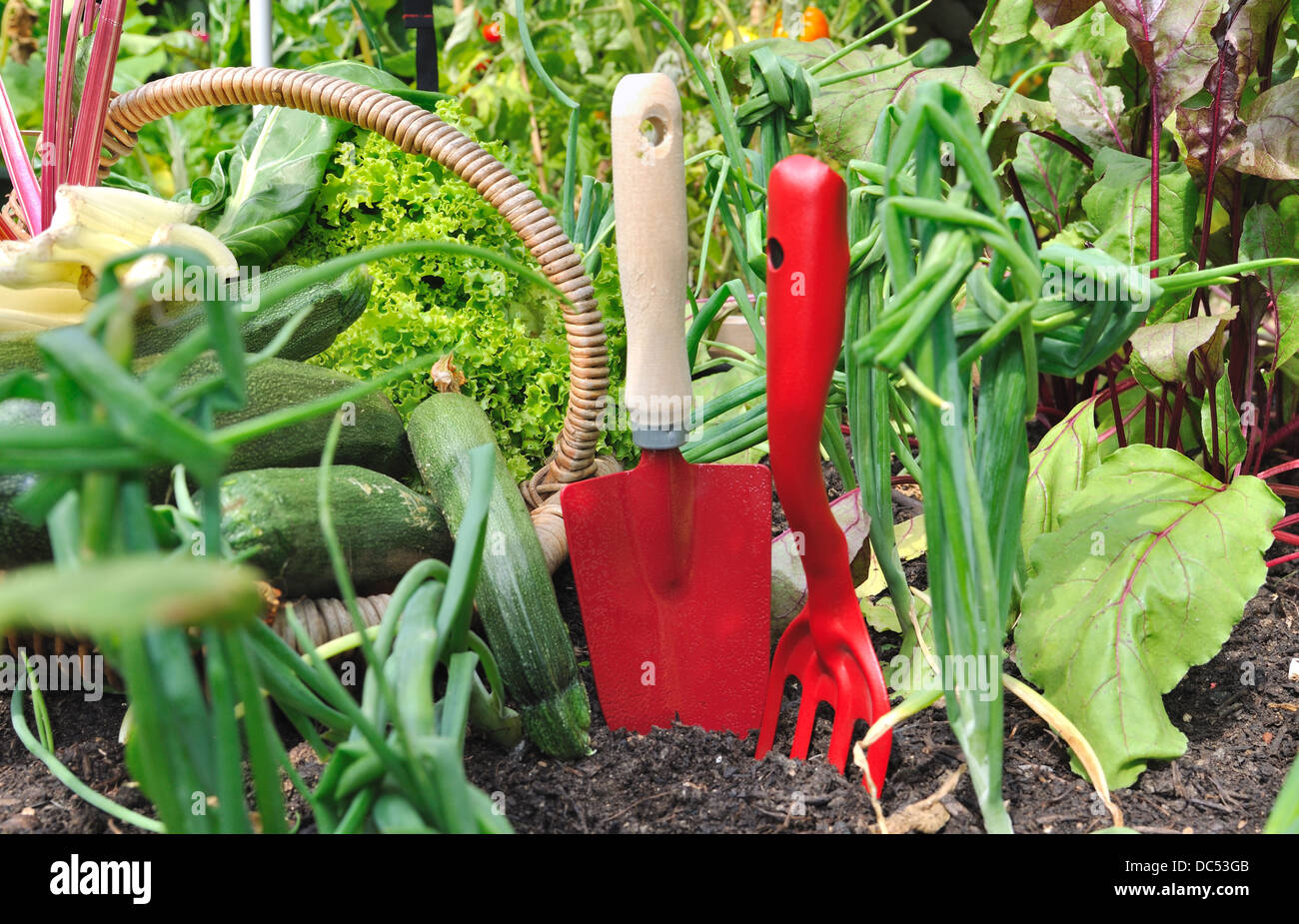 gardening tools with basket of vegetables from the garden Stock Photo ...