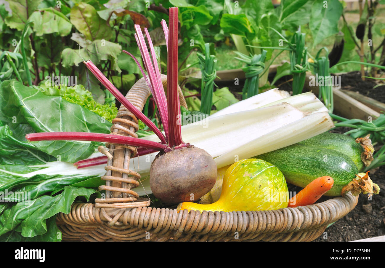 basket of vegetables from the garden Stock Photo - Alamy