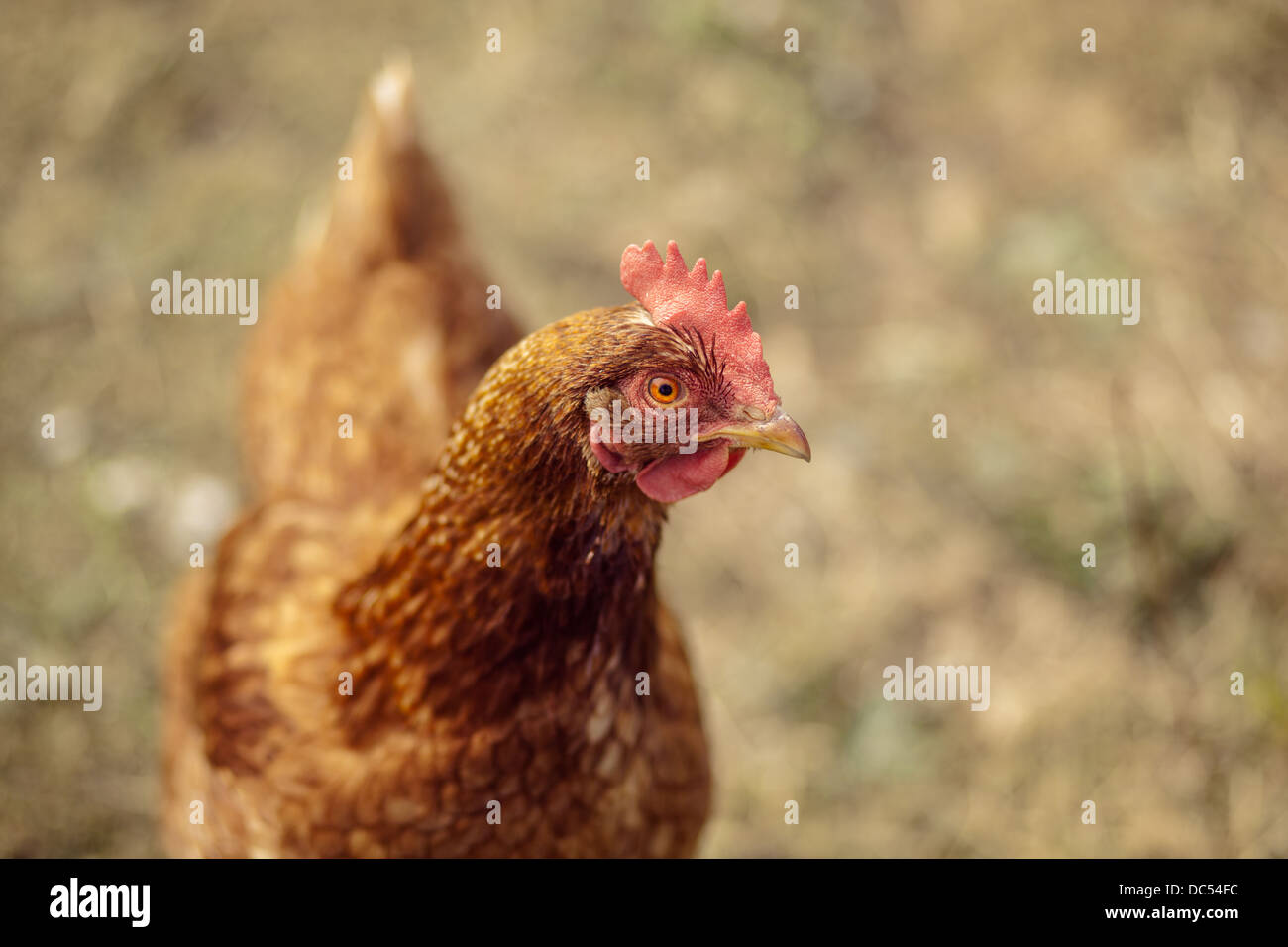 Chicken face hi-res stock photography and images - Alamy