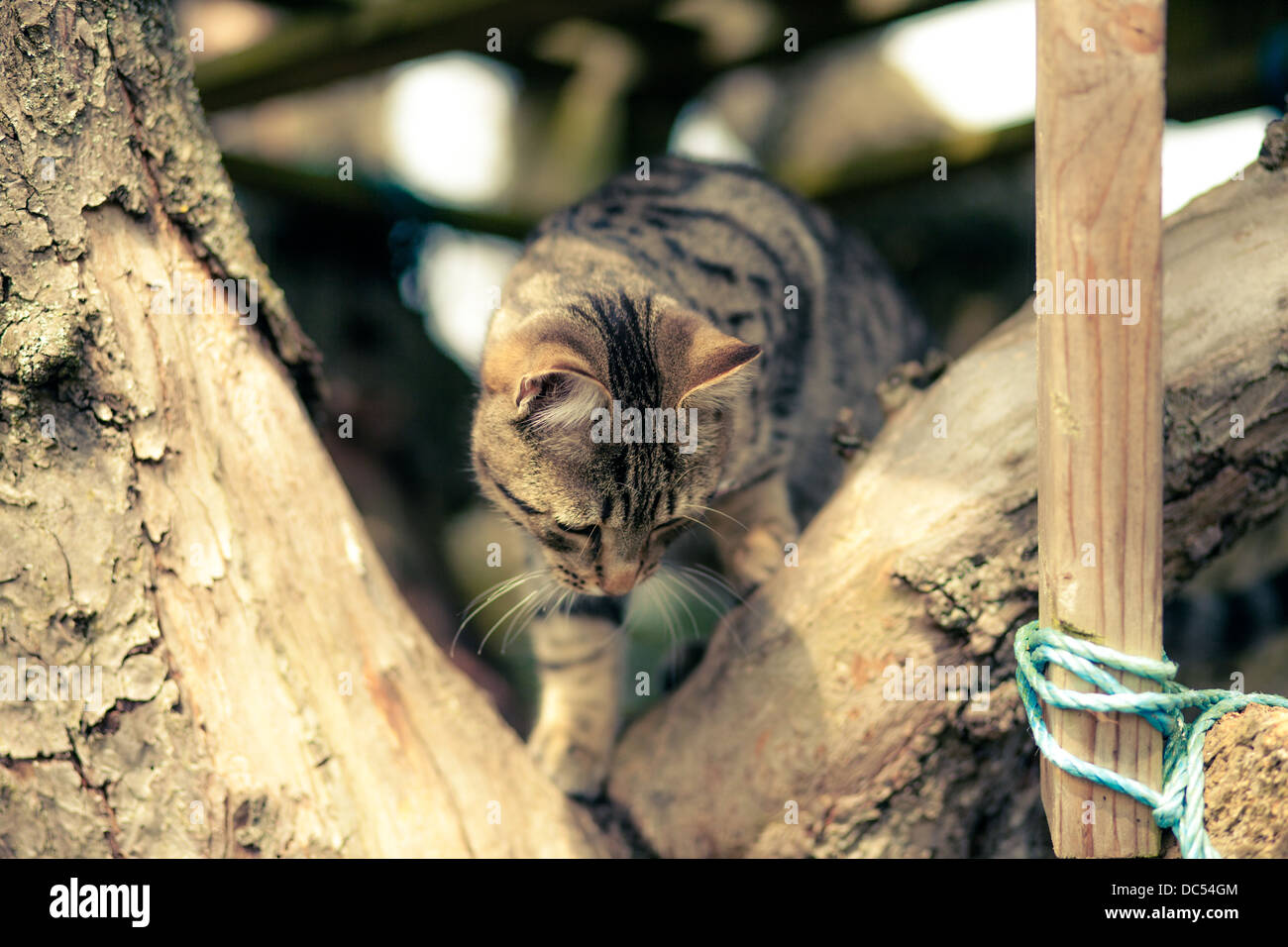 Cat in tree branches Stock Photo - Alamy