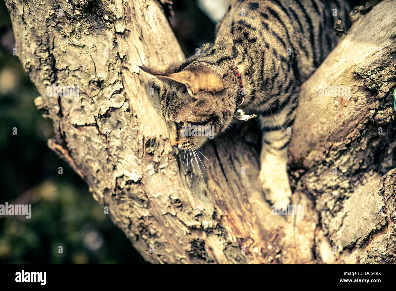 Pet in tree hi-res stock photography and images - Alamy